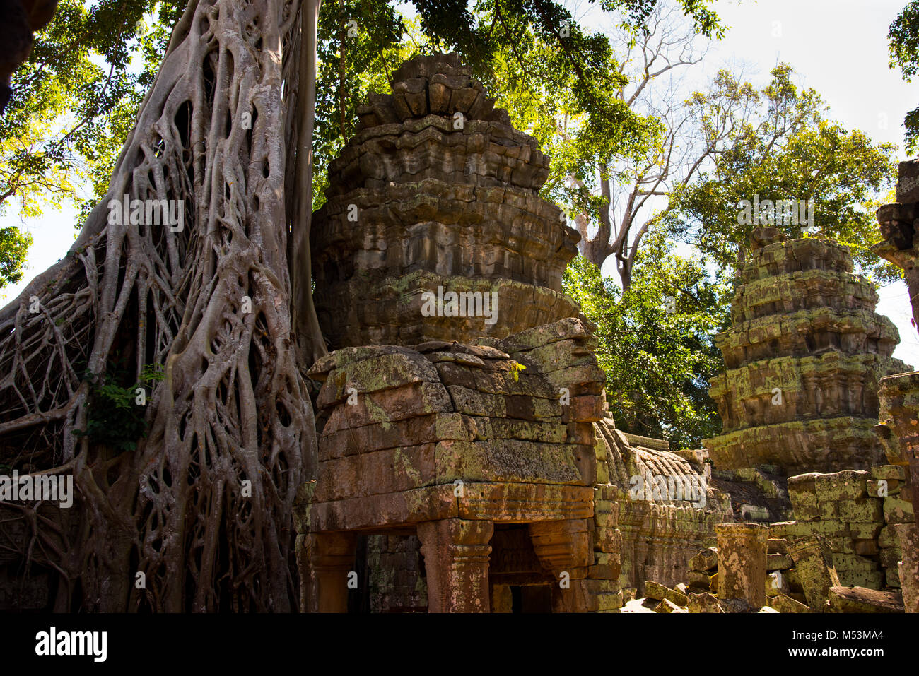 Cambodia kapok tree jungle temple ruins hi-res stock photography and ...
