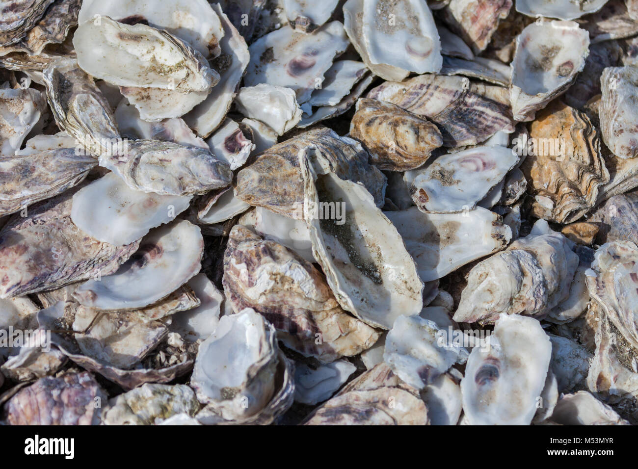 Oyster shells seafood close up Stock Photo - Alamy