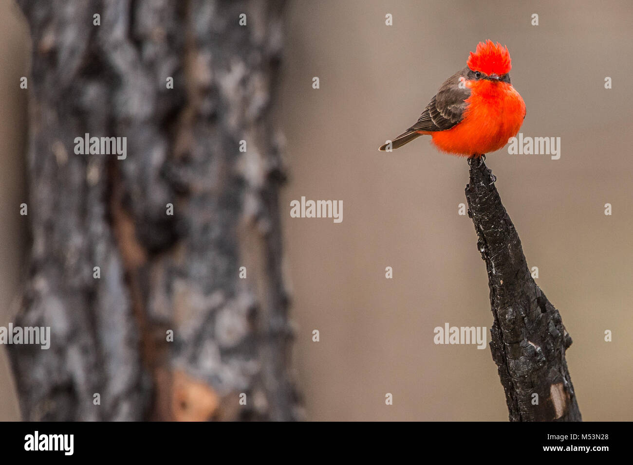 Mosquero cardenal hi-res stock photography and images - Alamy