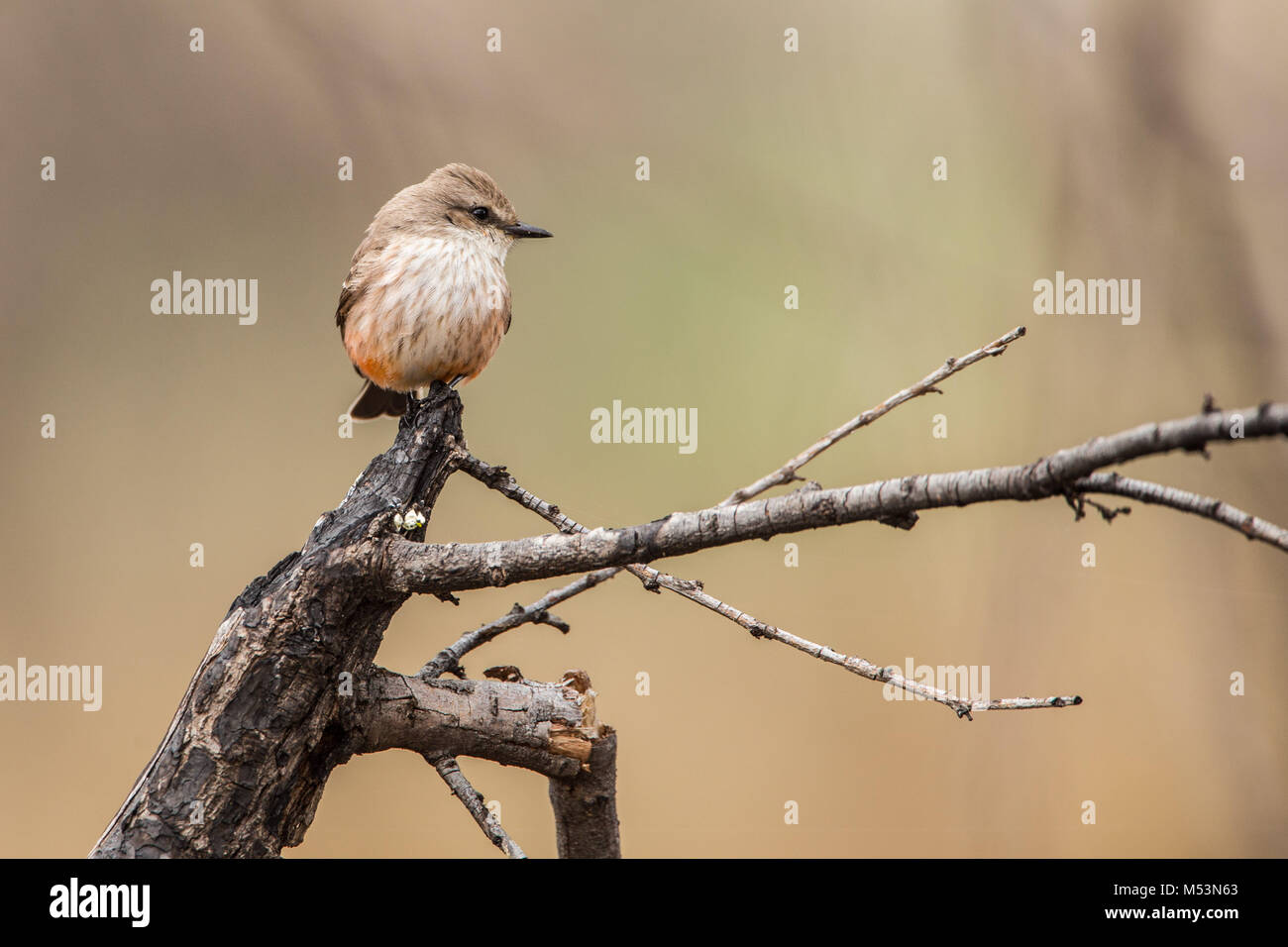 Mosquero Cardenalito, hembra . Cardenal .Cuenca del Rio San Pedro ...