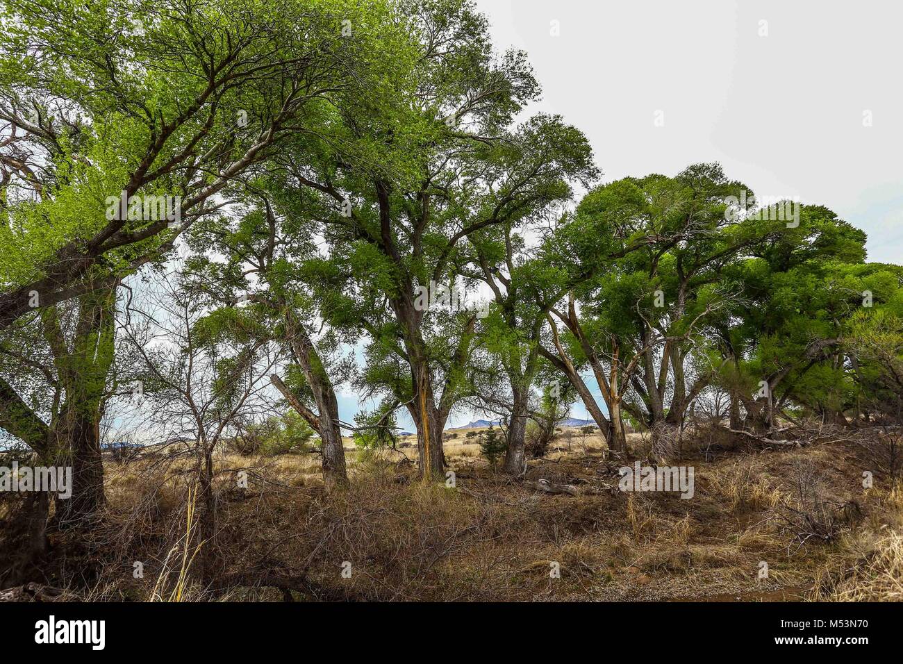 Alamos trees hi-res stock photography and images - Alamy