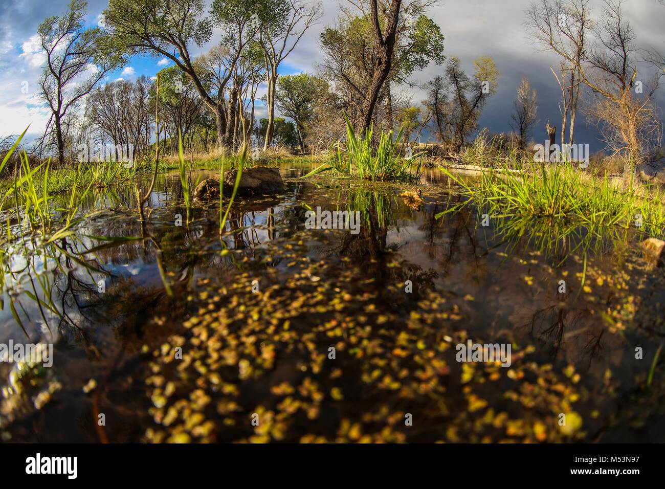 River basin and San Pedro stream, in northern Sonora, Mexico. It has ...