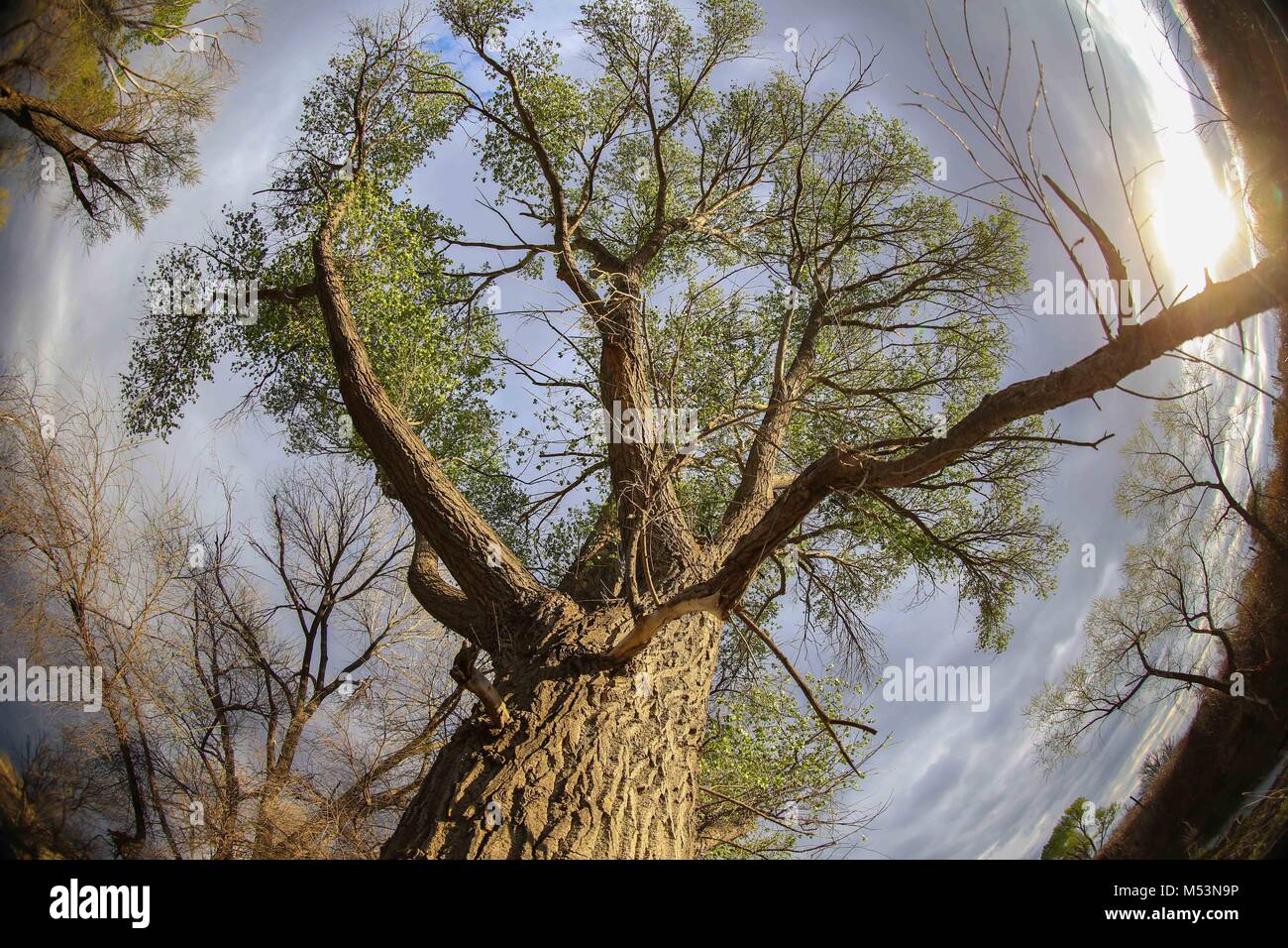 Alamos trees, native grasslands and cloudy sky at Los Fresnos ranch of ...
