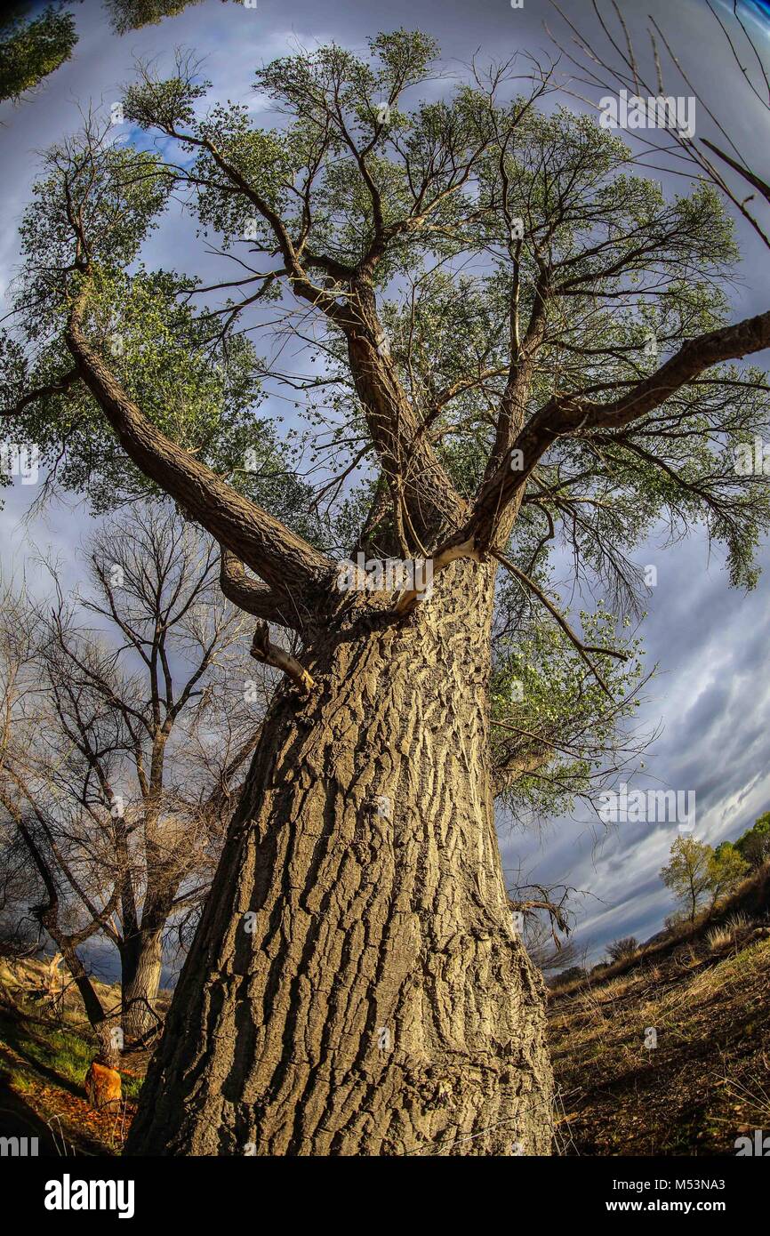 Alamos trees, native grasslands and cloudy sky at Los Fresnos ranch of ...