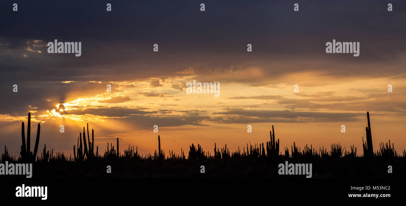 Sonoran Desert which is characterized by high Catus just a few meters ...