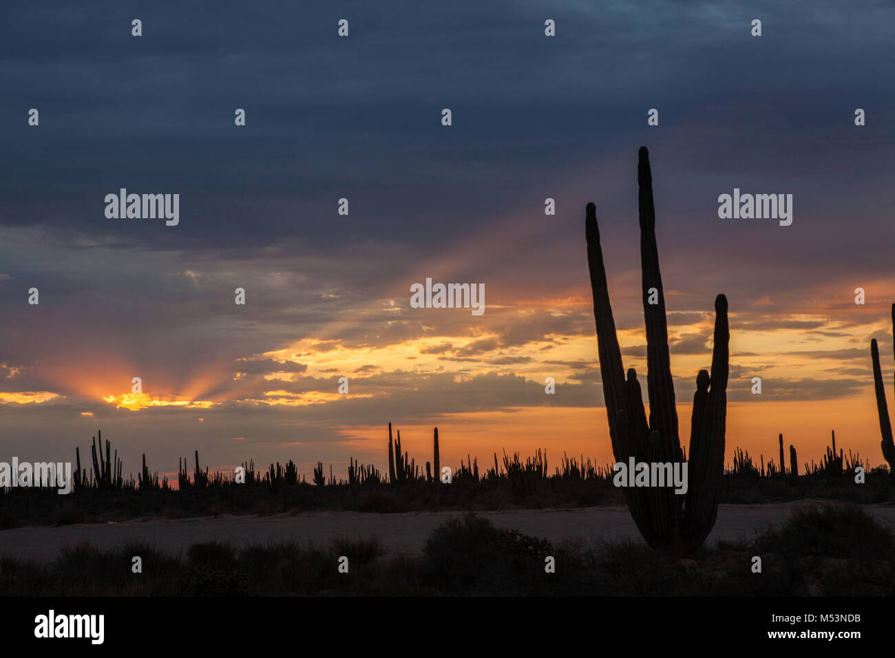 Sonoran Desert which is characterized by high Catus just a few meters ...