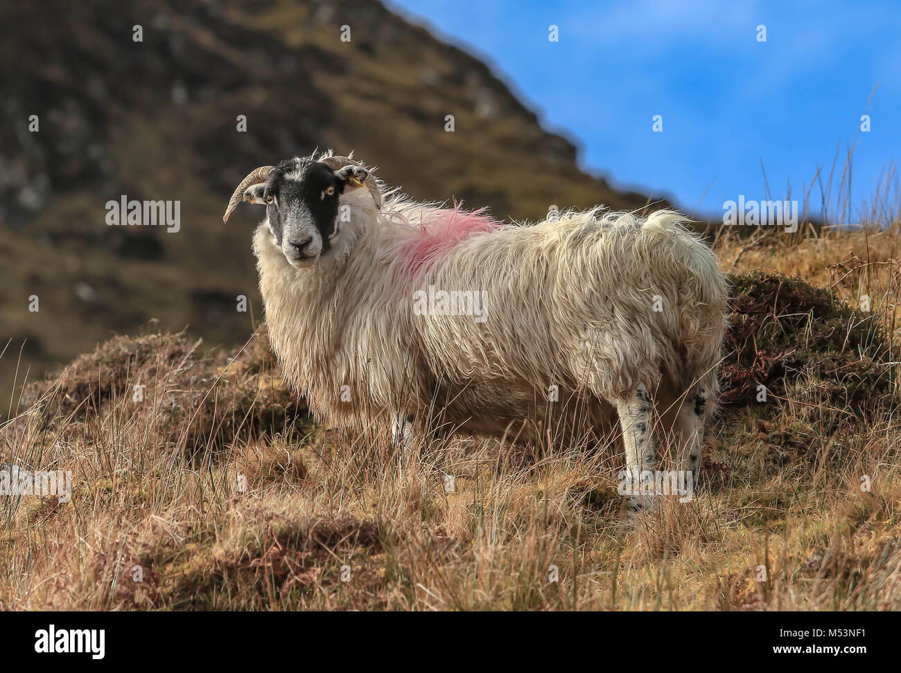 Sheep co donegal hi-res stock photography and images - Alamy