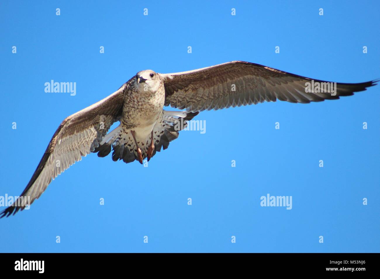 Front view of a flying seagull Stock Photo - Alamy