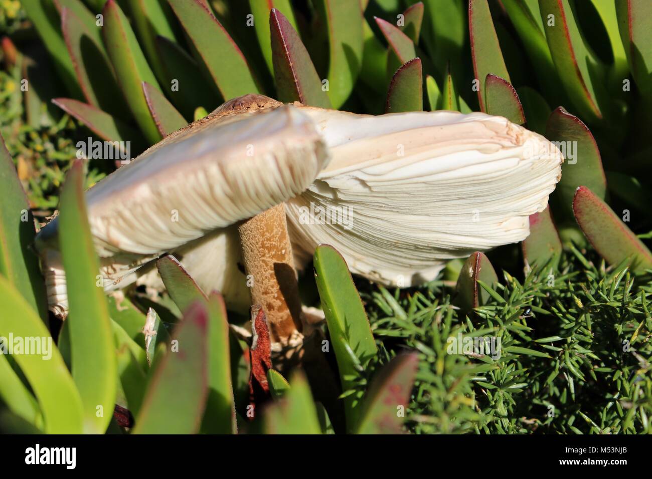 Grassy details hi-res stock photography and images - Alamy