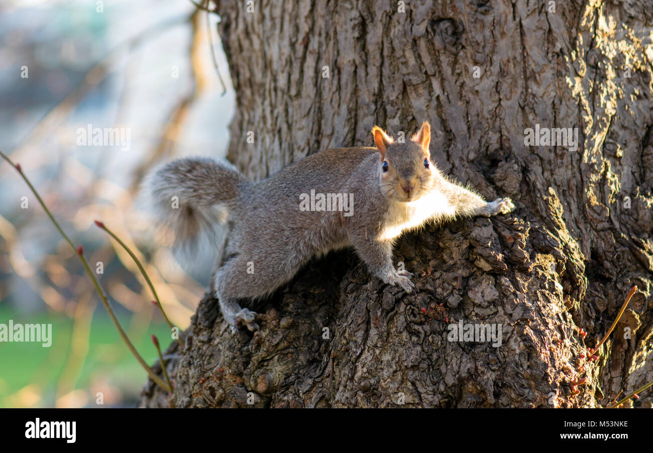 A friendly squirrel posing for shots in The Regent's Park Stock Photo ...