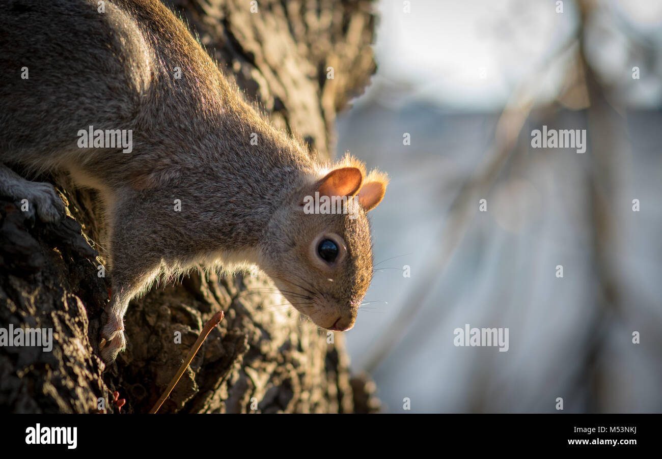 A friendly squirrel posing for shots in The Regent's Park Stock Photo ...