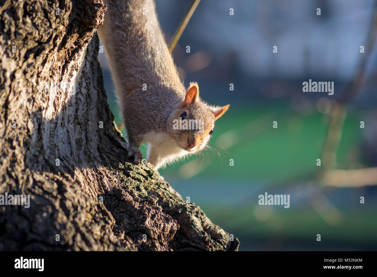 A friendly squirrel posing for shots in The Regent's Park Stock Photo ...