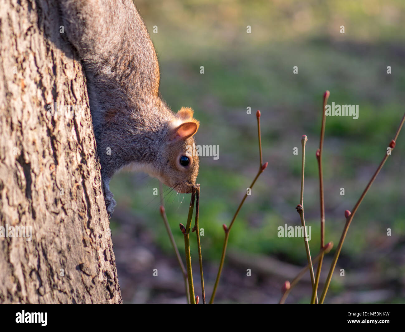 A friendly squirrel posing for shots in The Regent's Park Stock Photo ...