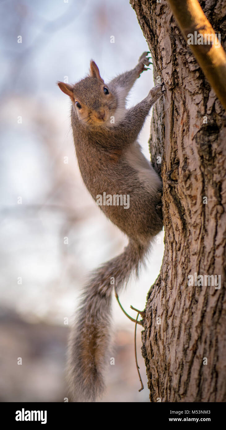 A friendly squirrel posing for shots in The Regent's Park Stock Photo ...