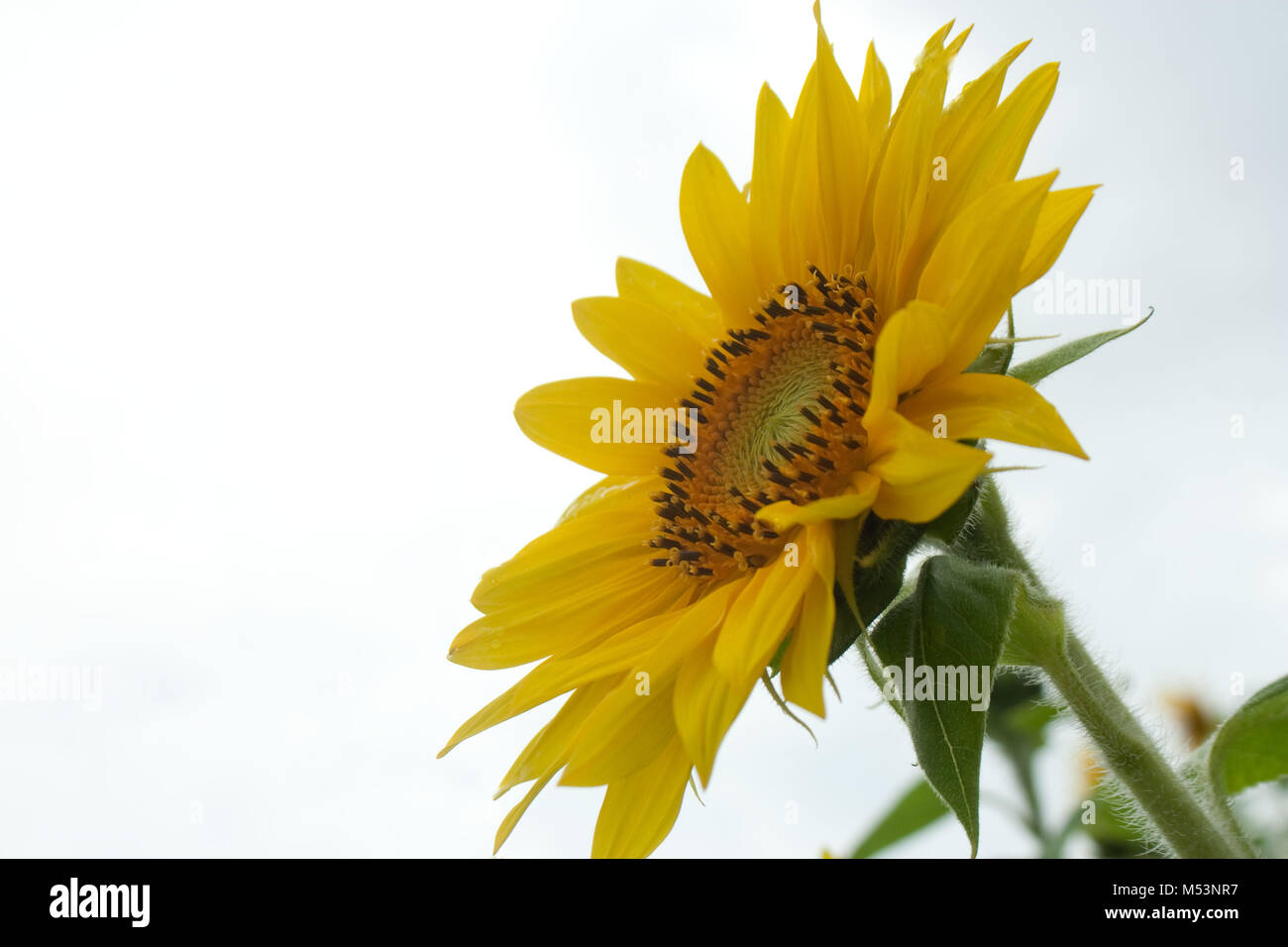 Asteraceae stem hi-res stock photography and images - Alamy