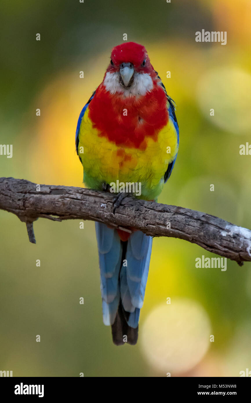 Eastern Rosella Stock Photos & Eastern Rosella Stock Images - Alamy