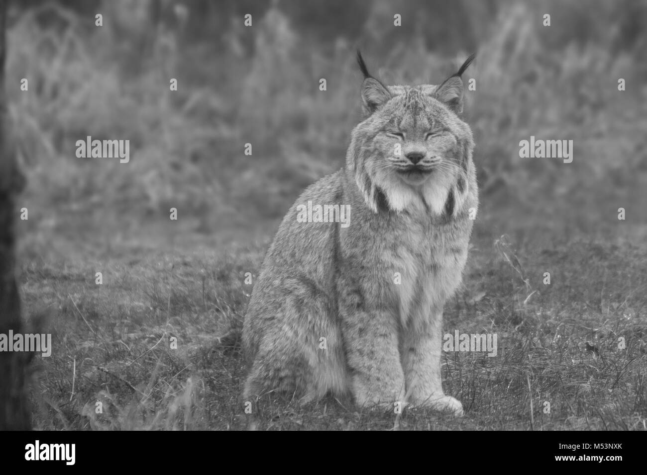 Canadian Lynx portrait Stock Photo - Alamy