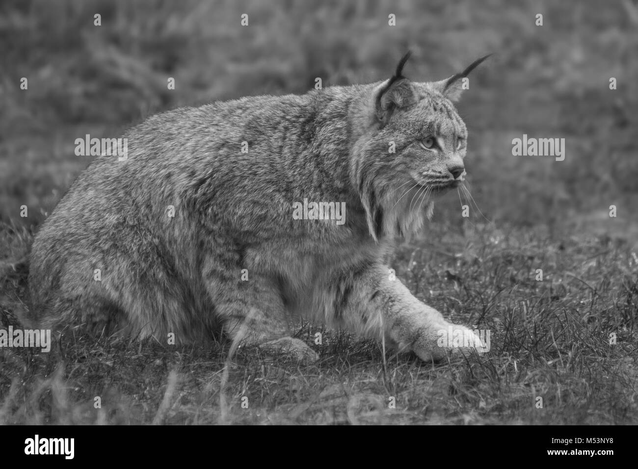 Canadian Lynx Stalking Stock Photo - Alamy