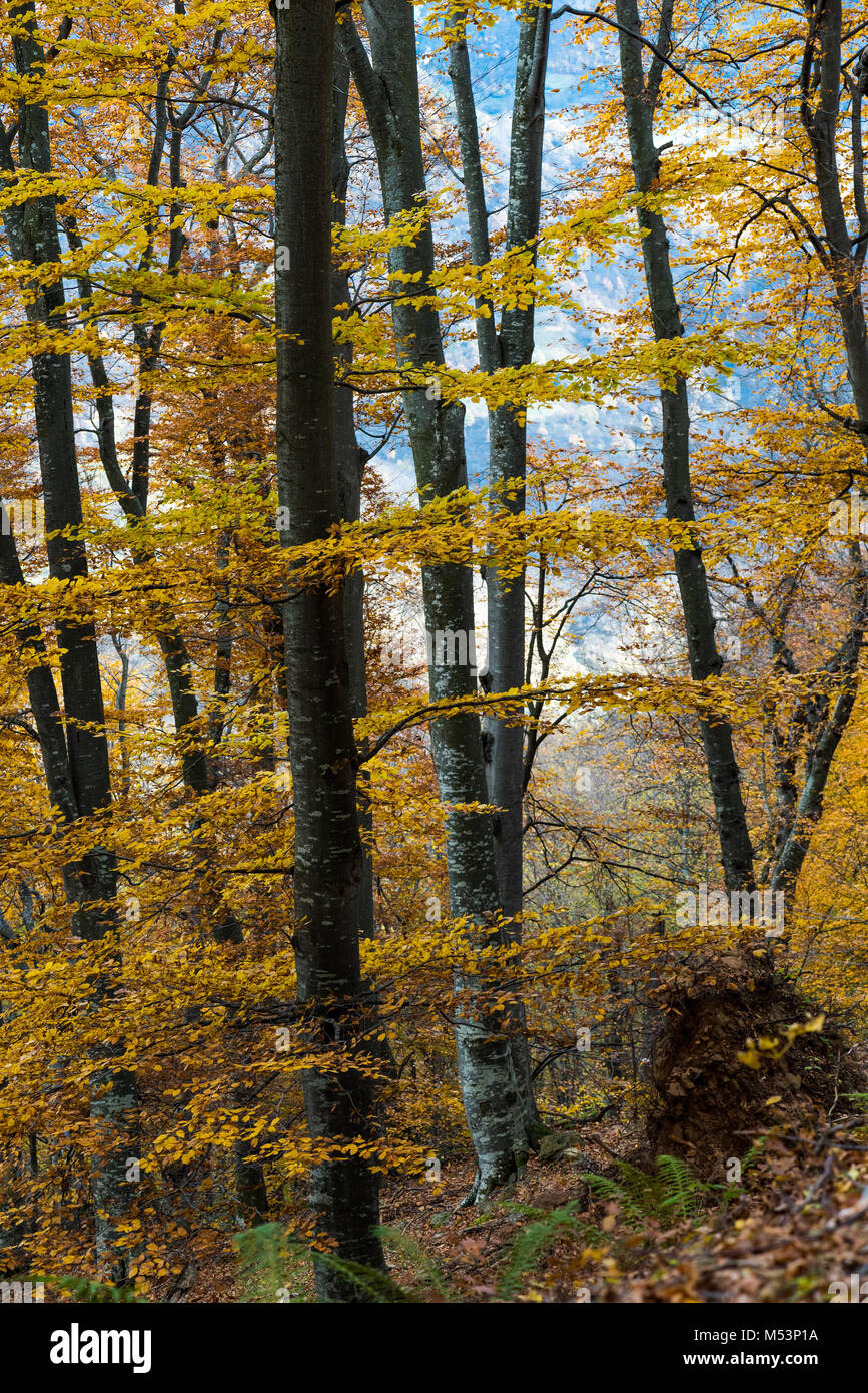 Colorful foliage in autumn forest with deciduous trees Stock Photo - Alamy