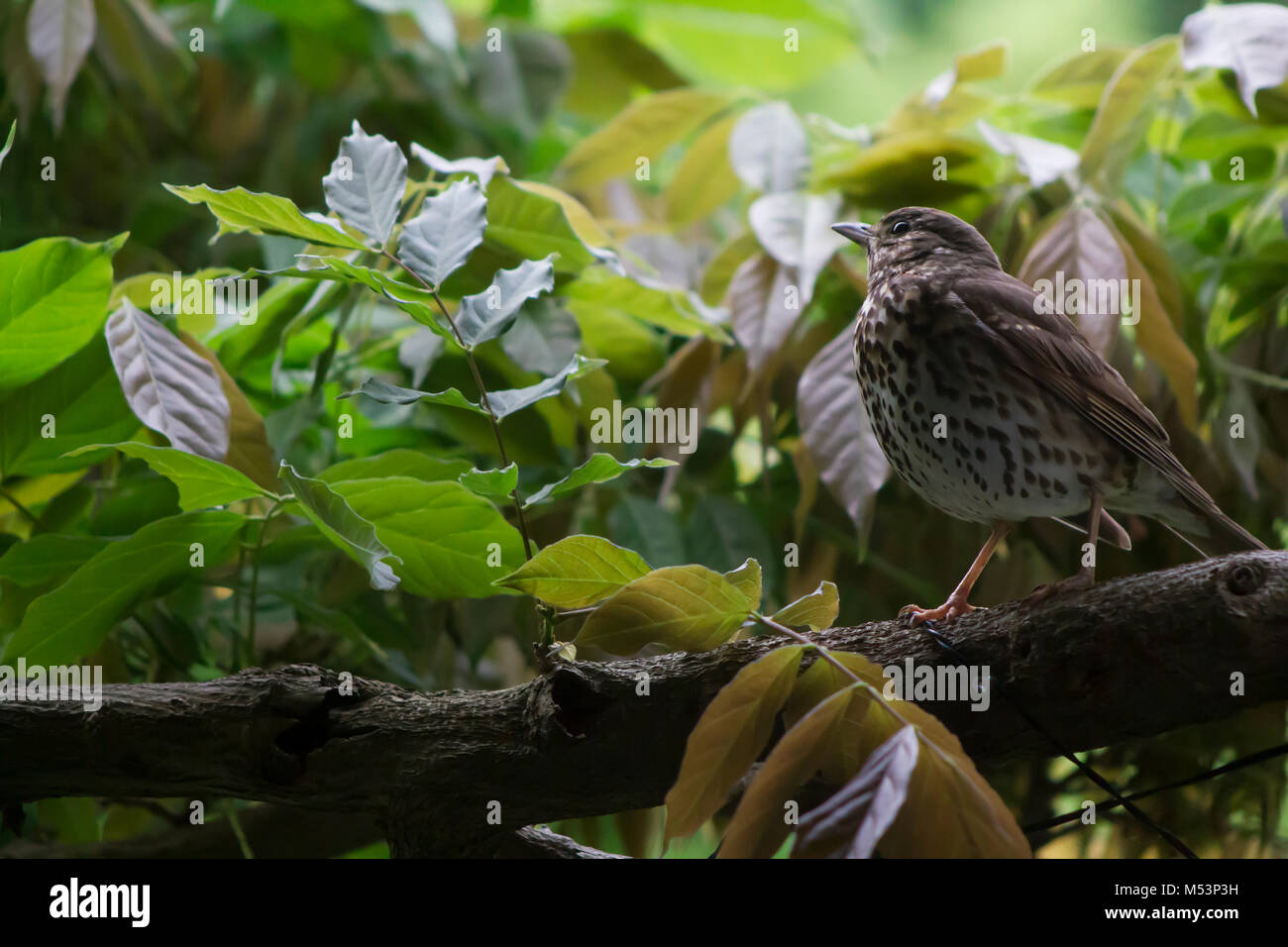 Piwaiwaka bird hi-res stock photography and images - Alamy