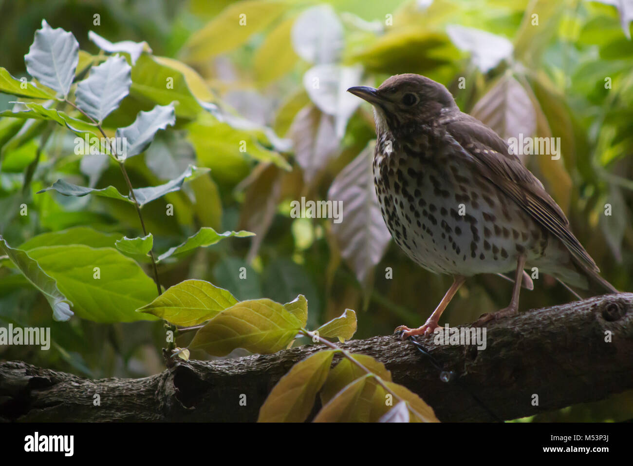 Funny bird flying garden hi-res stock photography and images - Alamy