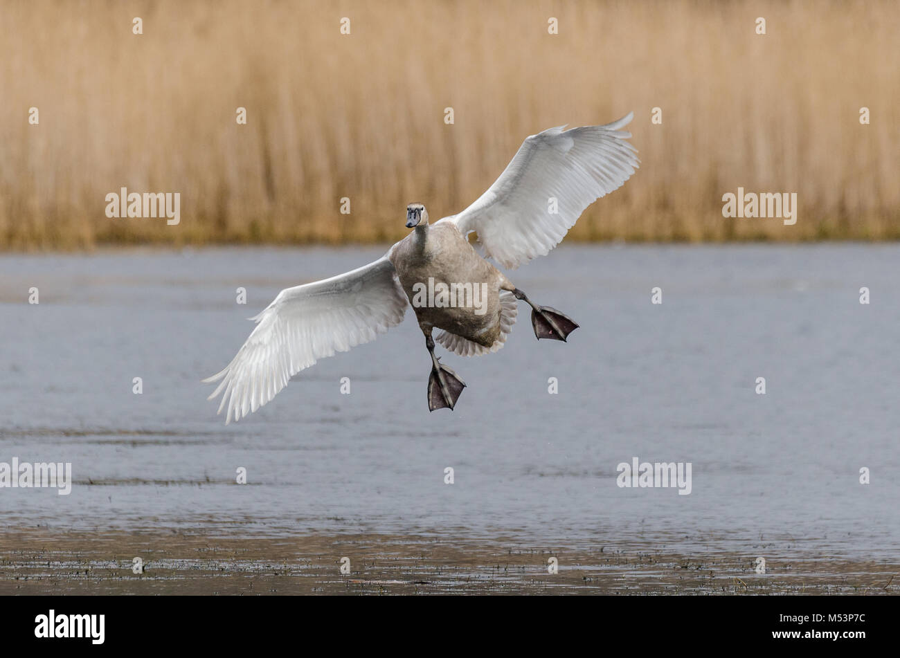 Birds of the palearctic hi-res stock photography and images - Alamy