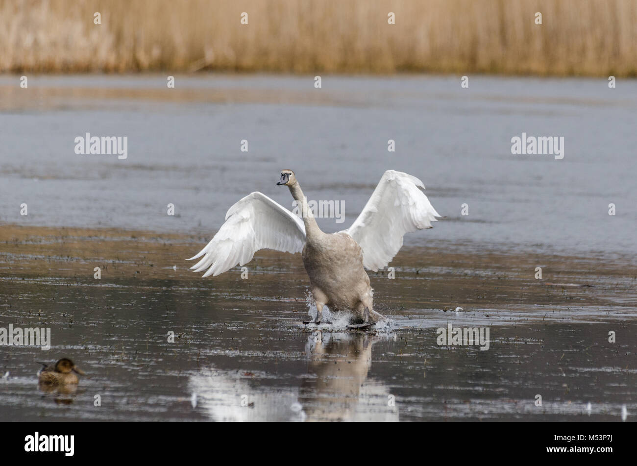 Birds of the palearctic hi-res stock photography and images - Alamy