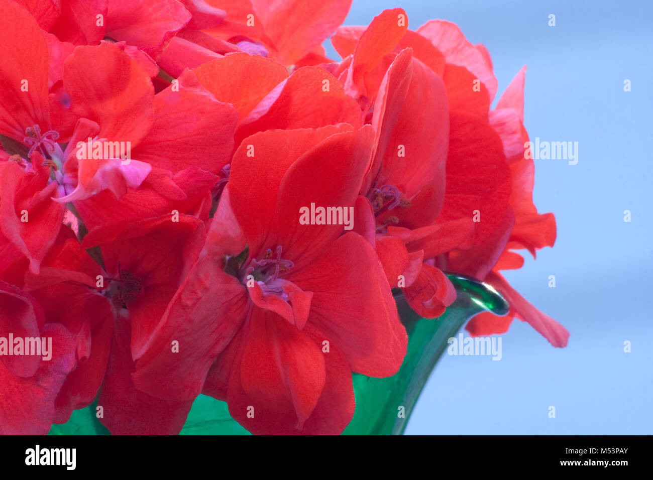 Annual geraniums hi-res stock photography and images - Alamy