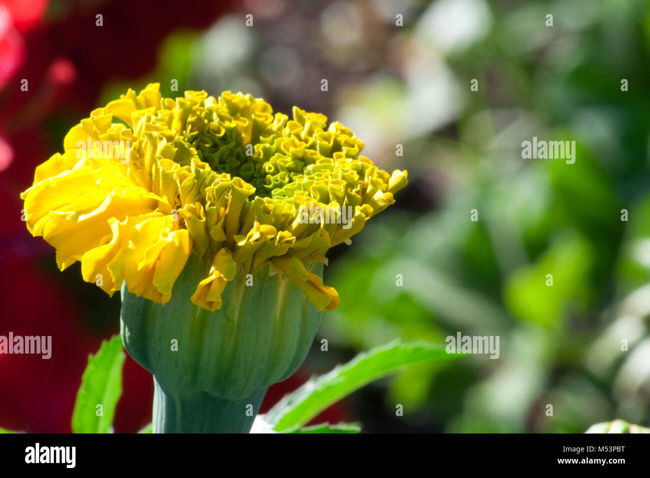 Marigold abstract hi-res stock photography and images - Alamy