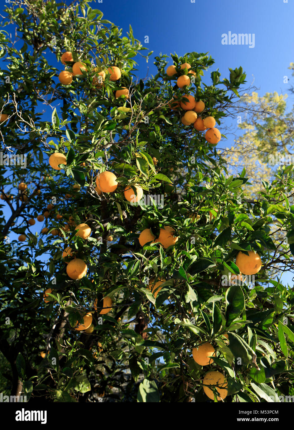 A natural orange tree outdoors in the sun with lots of oranges Stock ...