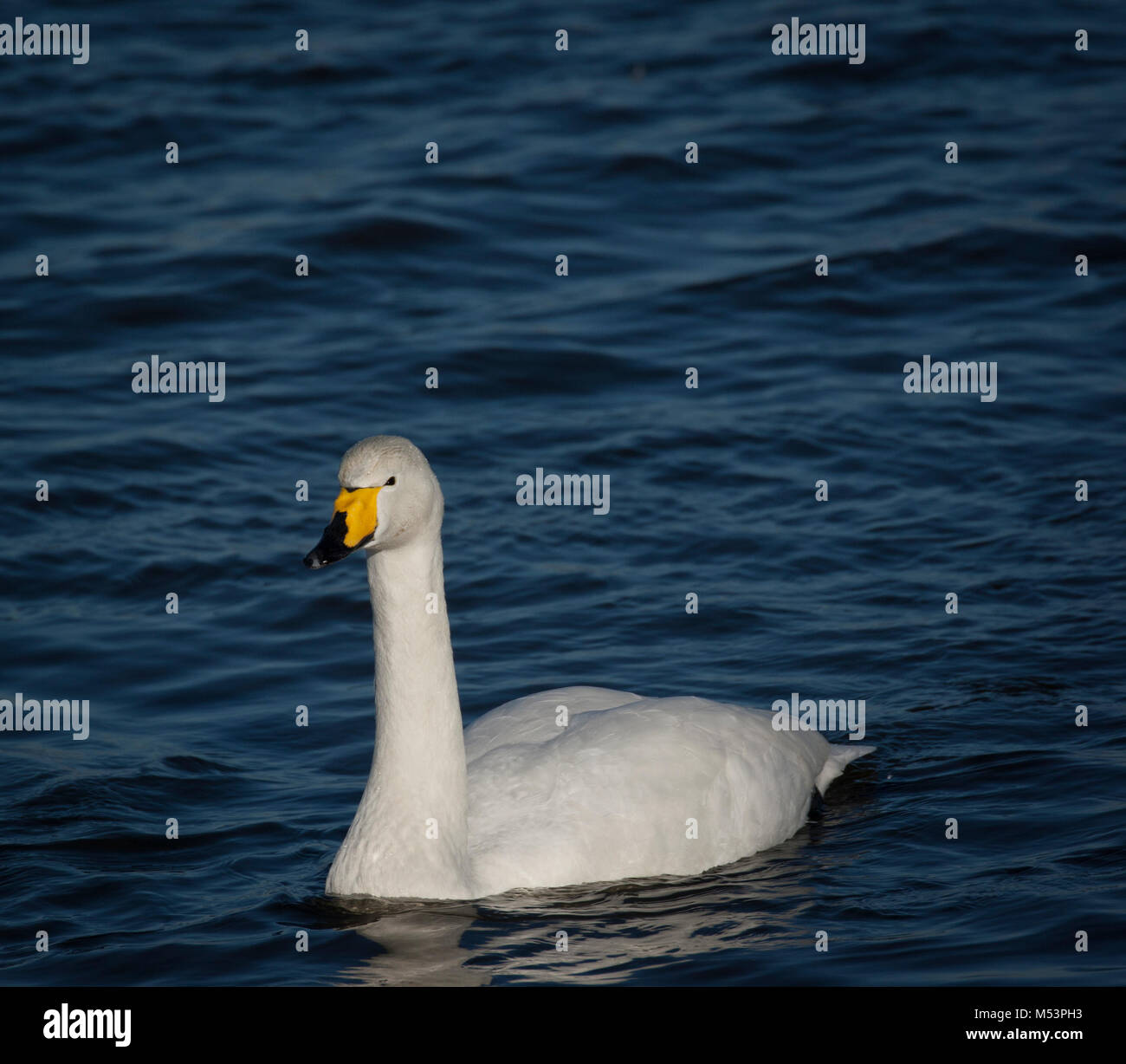 Whooper Swan swimming on water Stock Photo - Alamy