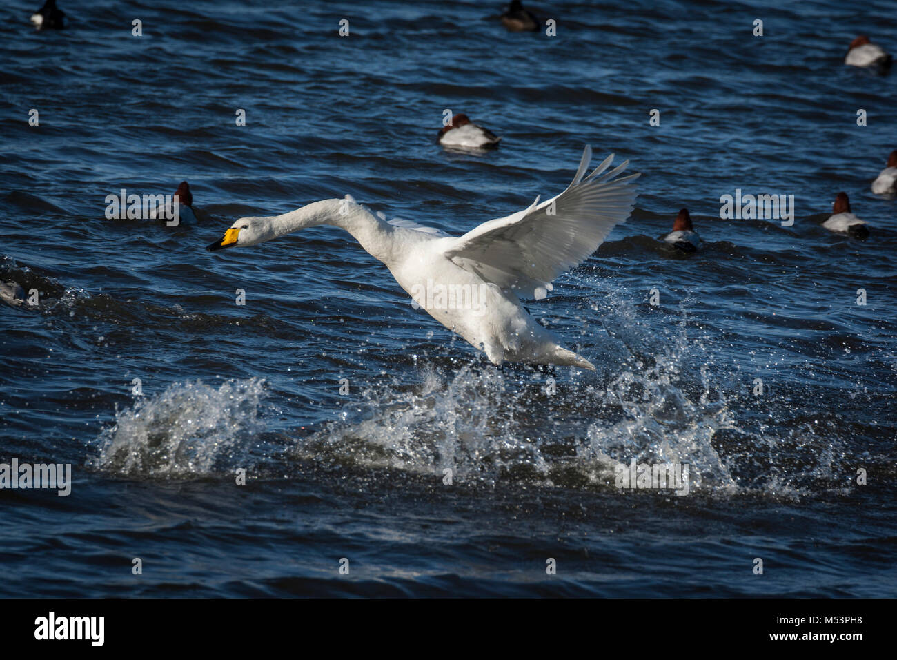 Whooper Swan splashing on water Stock Photo - Alamy