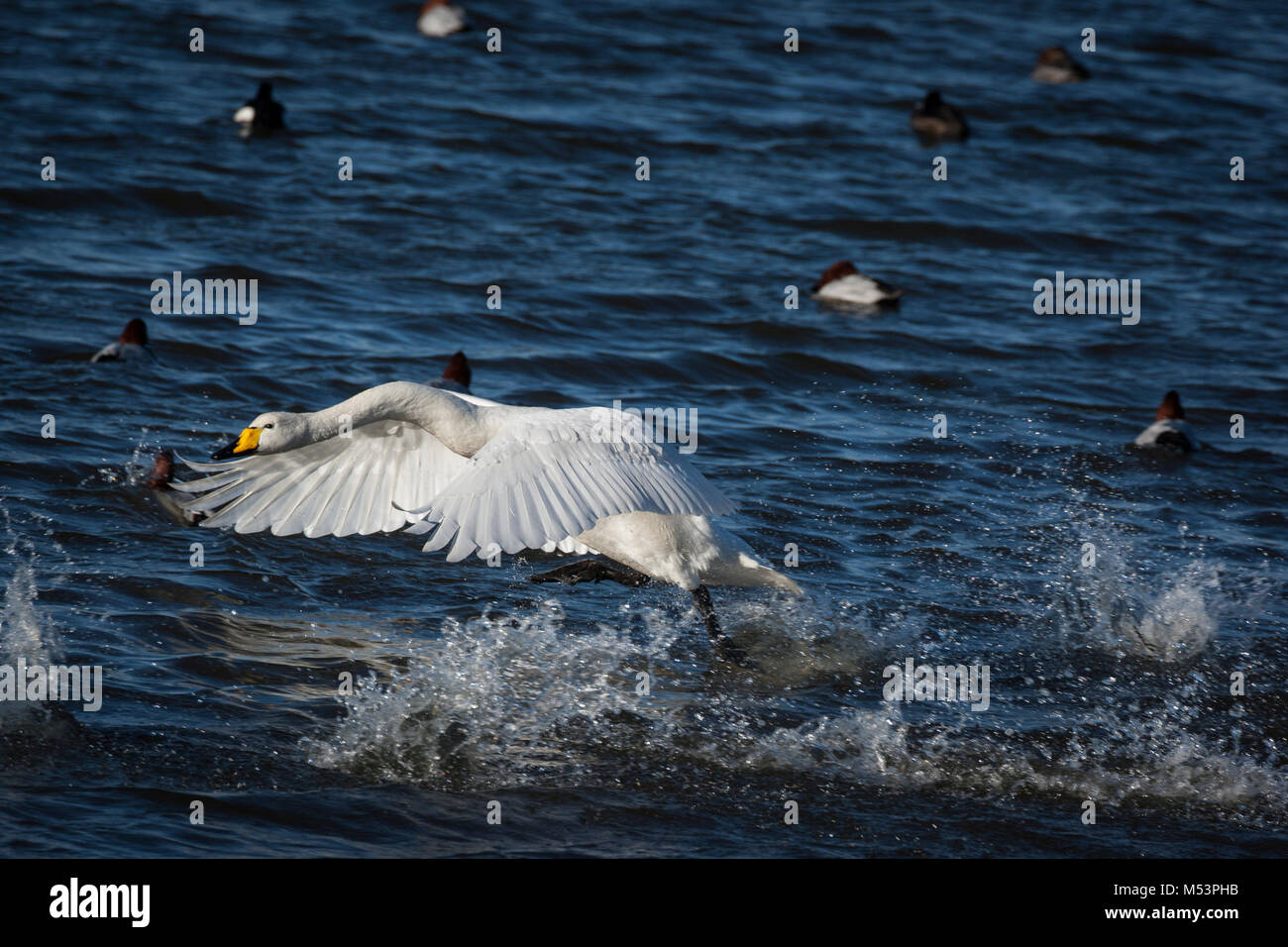 Whooper Swan taking off Stock Photo - Alamy