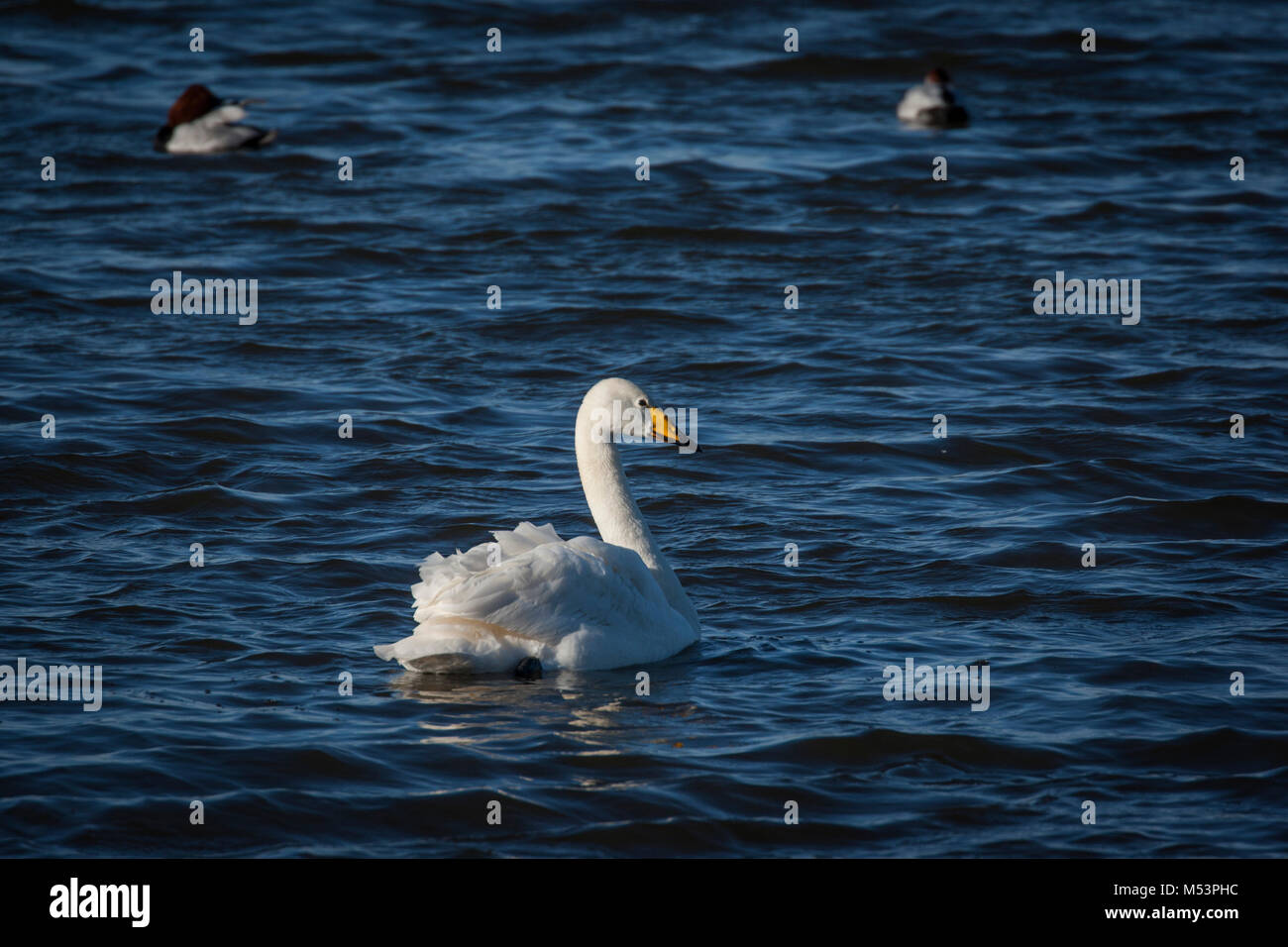 Whooper Swan with wind in feathers on water and pochards Stock Photo ...