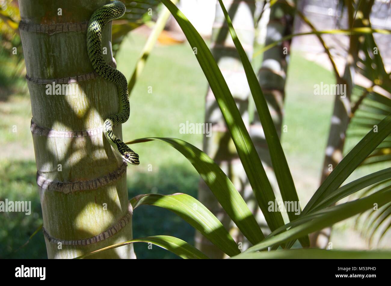snake in a tree Stock Photo - Alamy