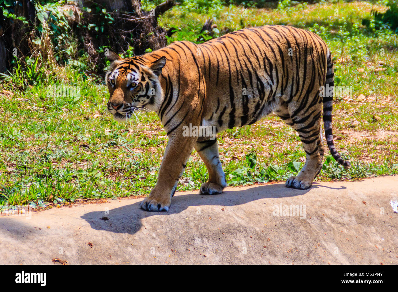 Indochinese tiger (Panthera tigris tigris), a tiger population that ...