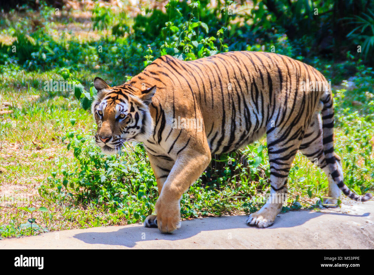 Indochinese tiger (Panthera tigris tigris), a tiger population that ...