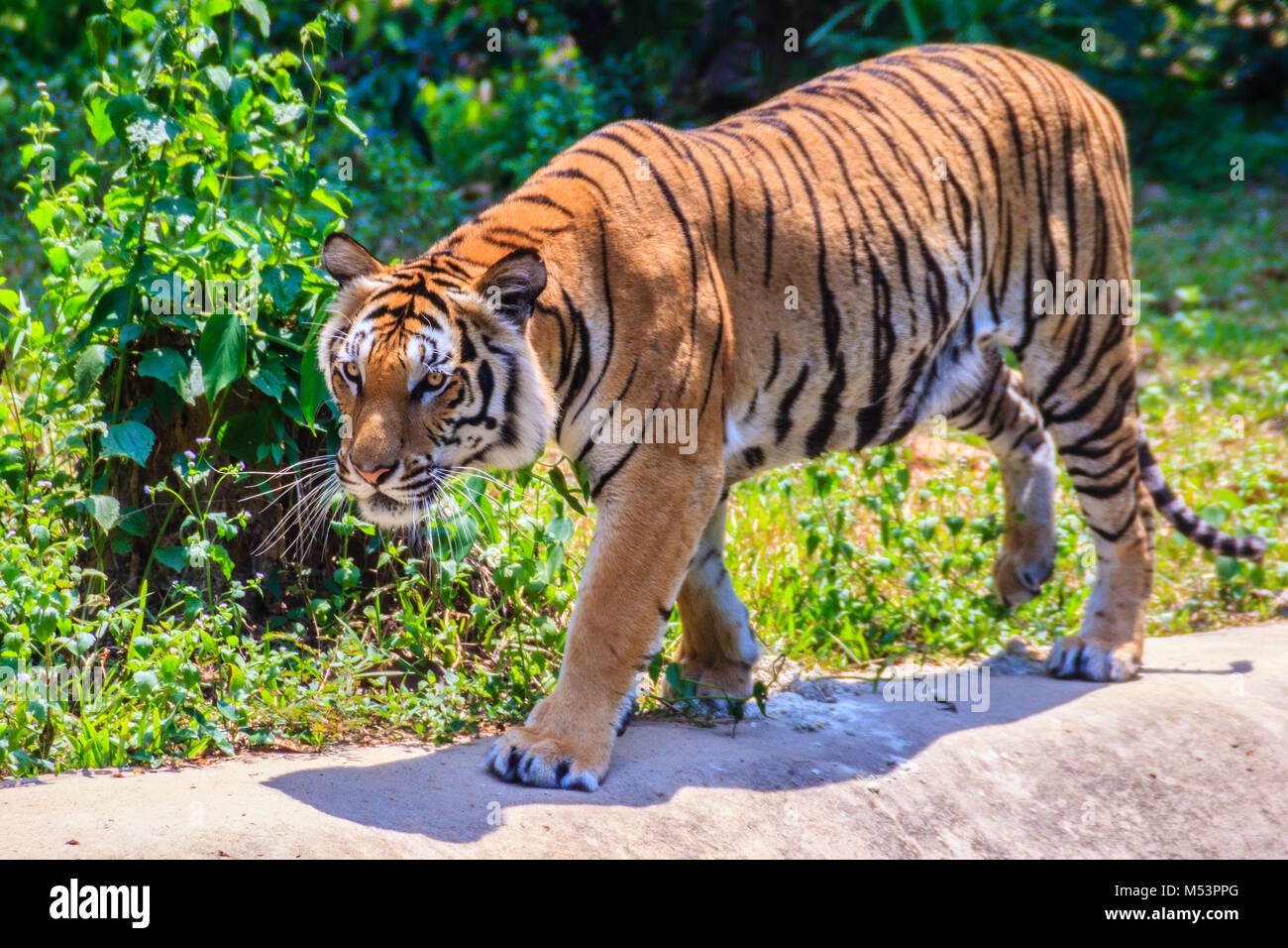 Indochinese tiger (Panthera tigris tigris), a tiger population that ...