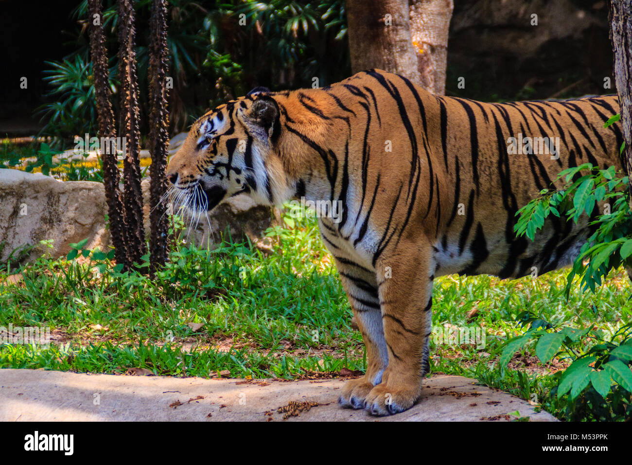 White tiger population hi-res stock photography and images - Alamy
