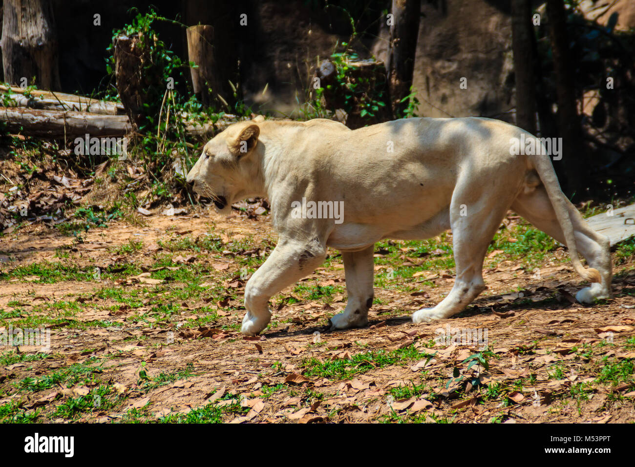 Animal Color Mutations