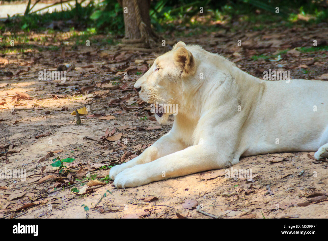 The white lion is a rare color mutation of the lion. White lions in the ...