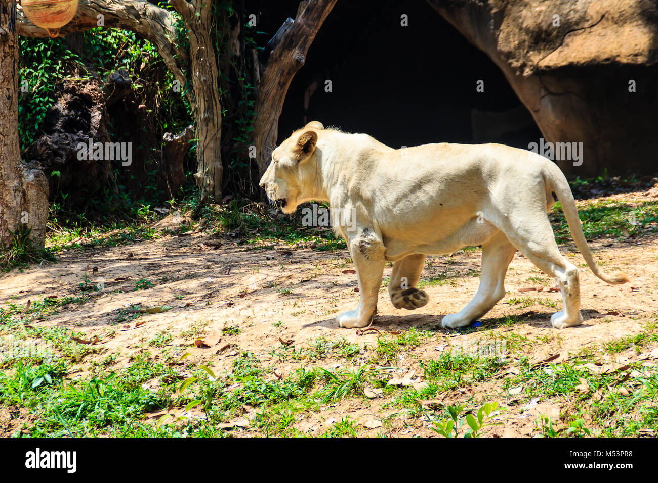 The white lion is a rare color mutation of the lion. White lions in the ...