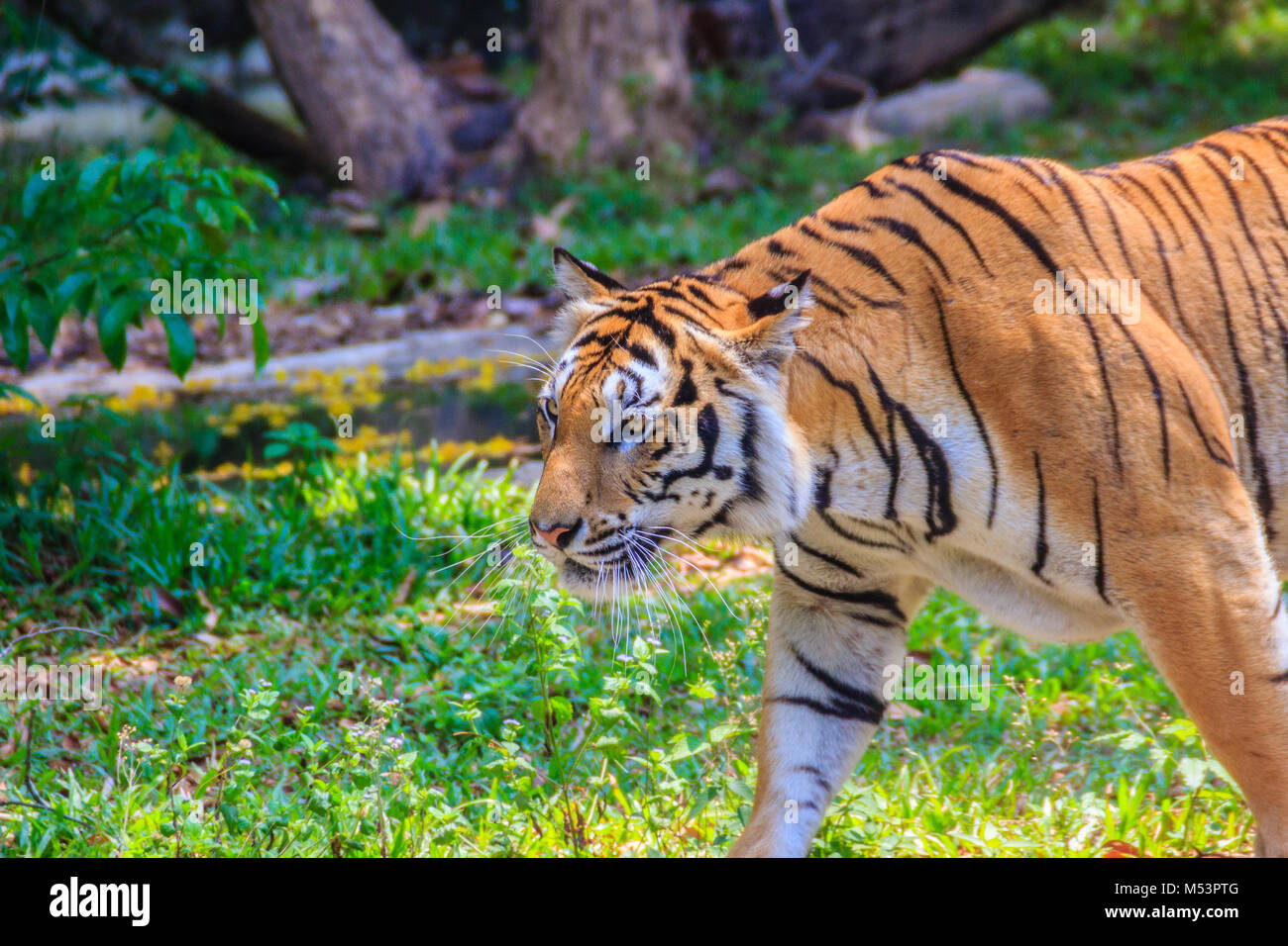 Indochinese tiger (Panthera tigris tigris), a tiger population that ...