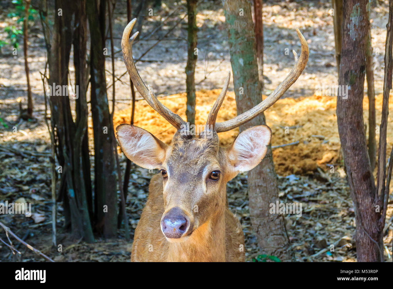 The Indian hog deer (Hyelaphus porcinus) is a small deer whose habitat ...