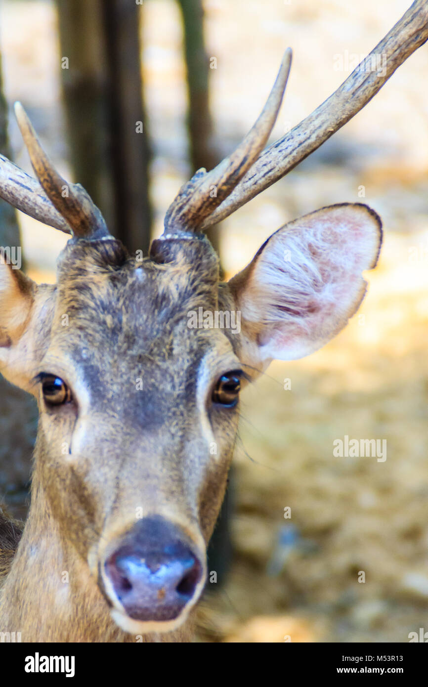 Axis deer pakistan hi-res stock photography and images - Alamy