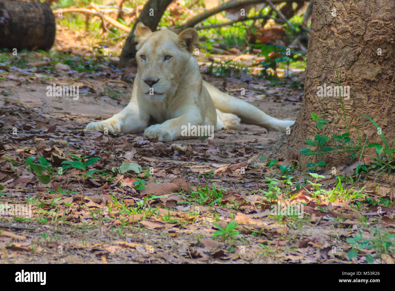 The white lion is a rare color mutation of the lion. White lions in the ...