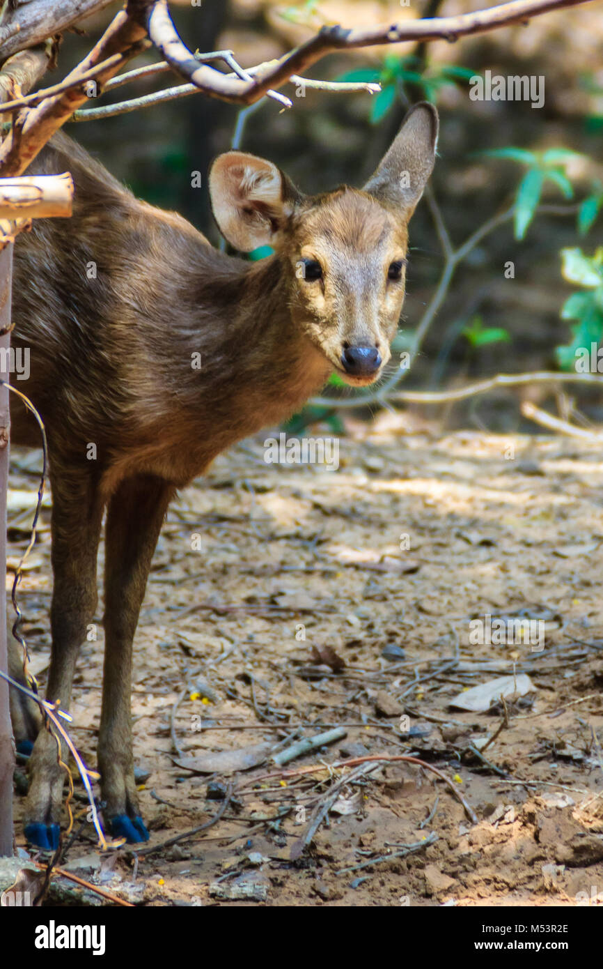 Cute Cervus eldi, or Siamese Eld's deer (Panolia eldii) also known as ...