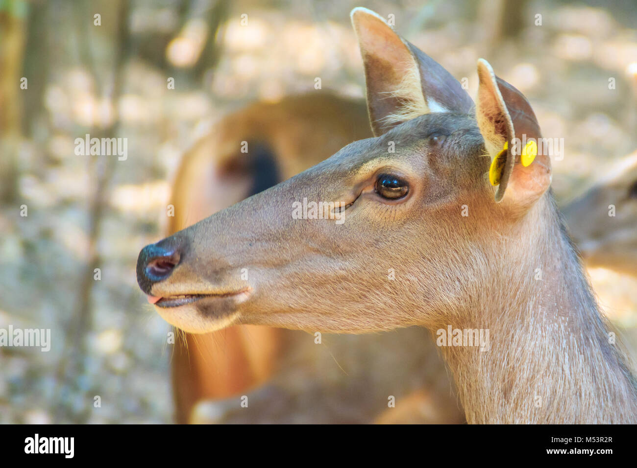 Cute Cervus eldi, or Siamese Eld's deer (Panolia eldii) also known as ...