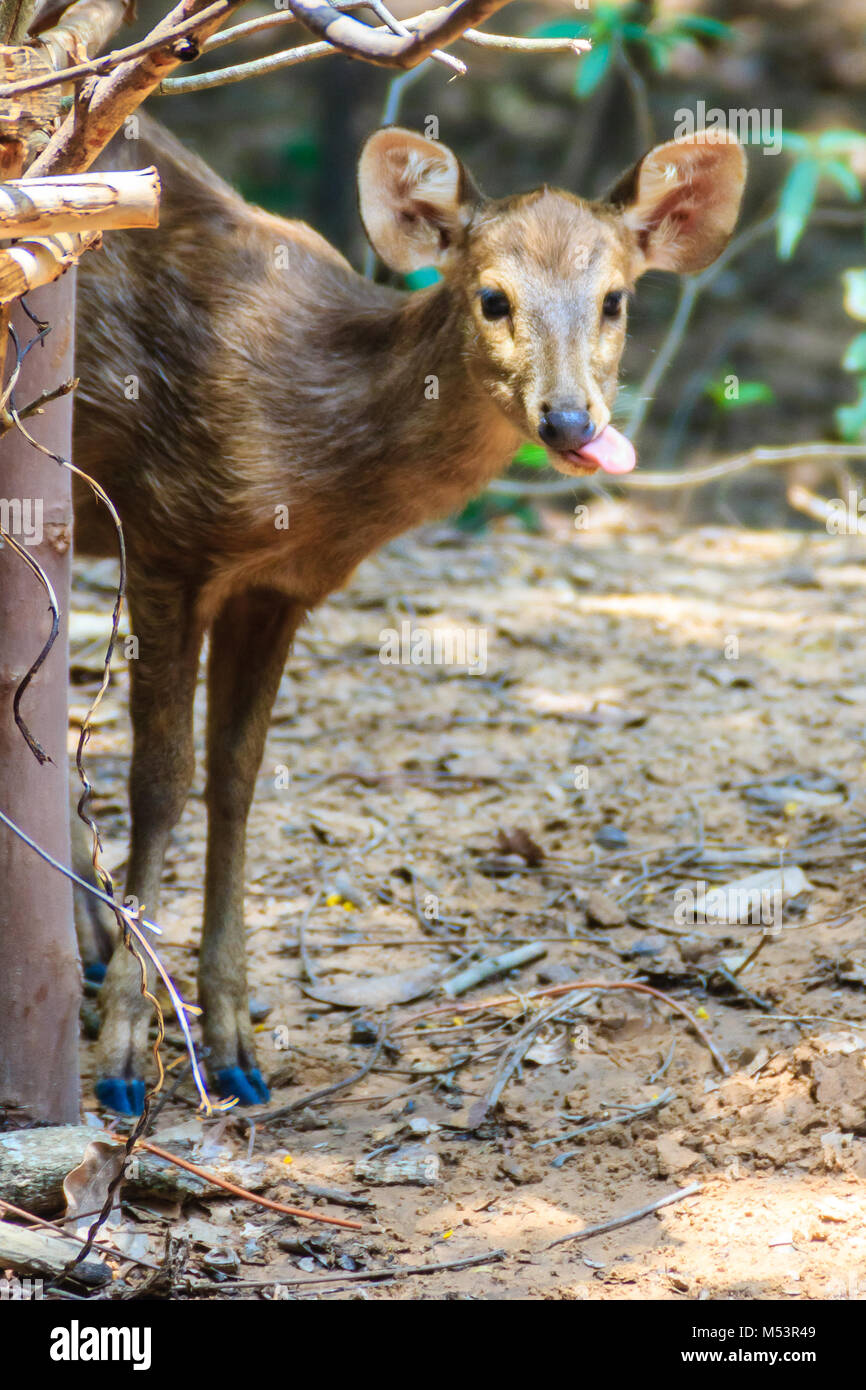 Cute Cervus eldi, or Siamese Eld's deer (Panolia eldii) also known as ...