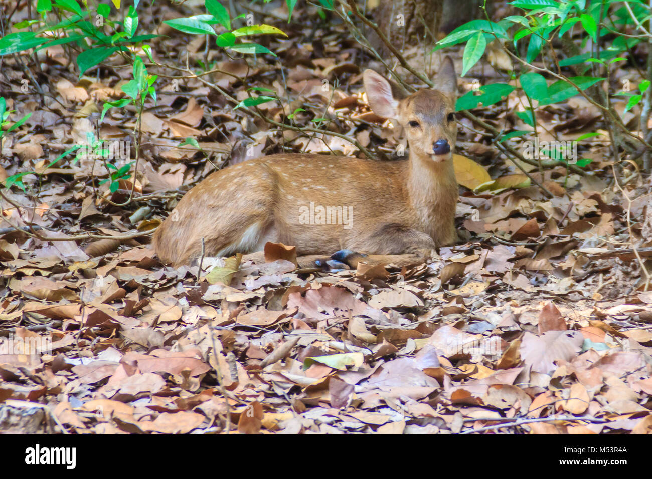Cute Cervus eldi, or Siamese Eld's deer (Panolia eldii) also known as ...